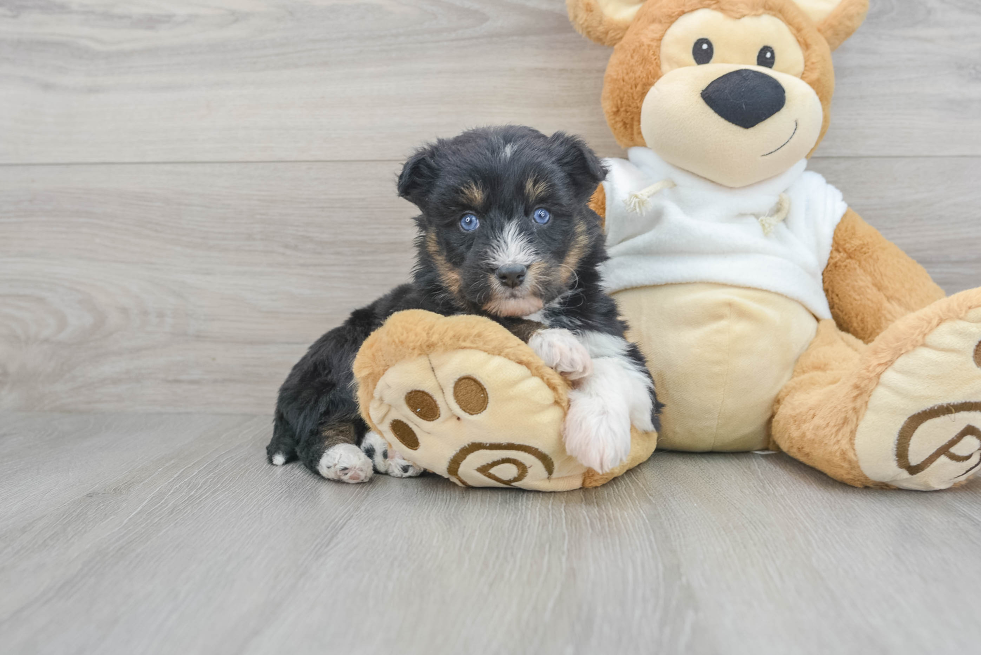 Cute Mini Huskydoodle Meg: 7lb 1oz Doodle Puppy