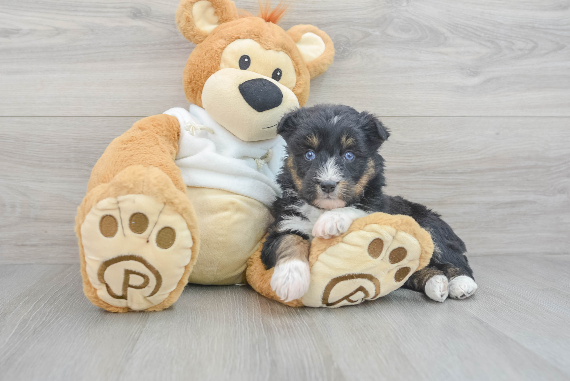 Cute Mini Huskydoodle Meg: 7lb 1oz Doodle Puppy