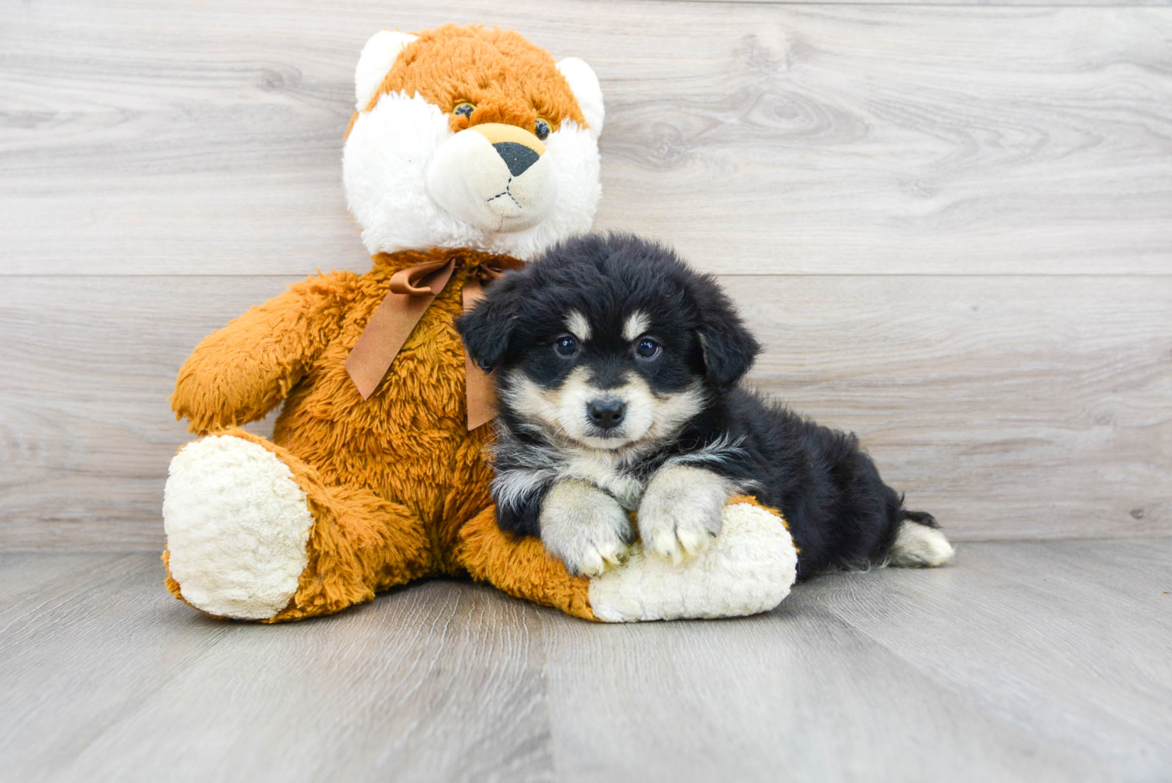 Mini Huskydoodle Puppy Photos and More - Premier Pups