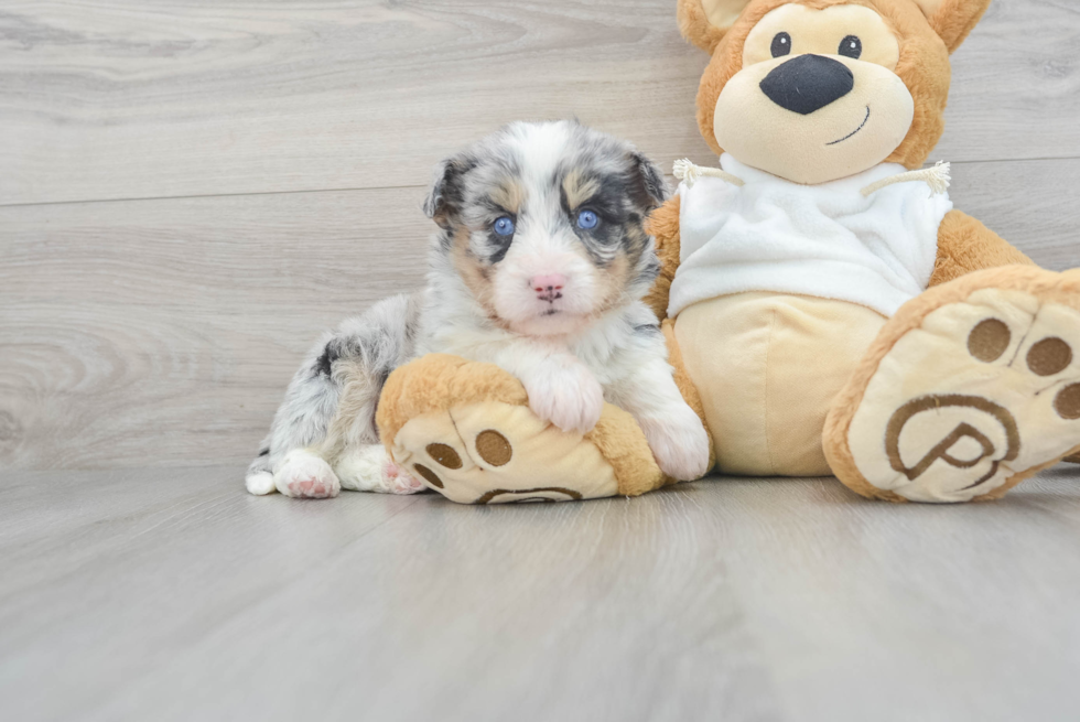 Cute Mini Huskydoodle Mowgli: 10lb 11oz Doodle Puppy