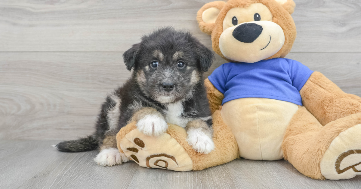 Cute Mini Huskydoodle Tava: 9lb 2oz Doodle Puppy