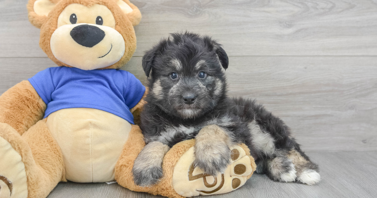 Cute Mini Huskydoodle Tucker: 10lb 4oz Doodle Puppy