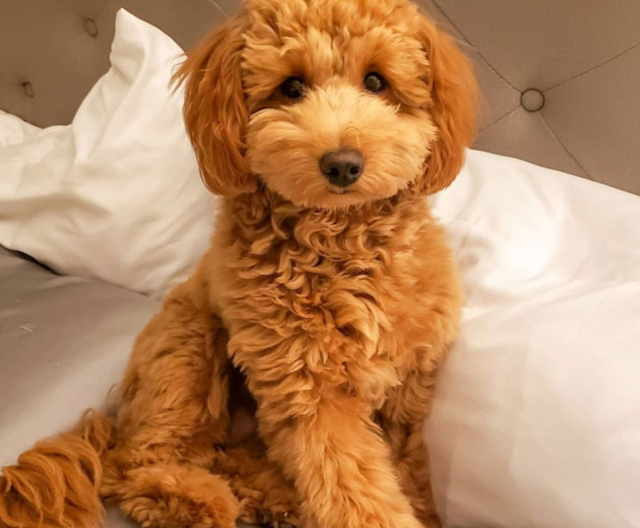 Mini Portidoodle Puppies for Sale - Petite Size | Premier Pups
