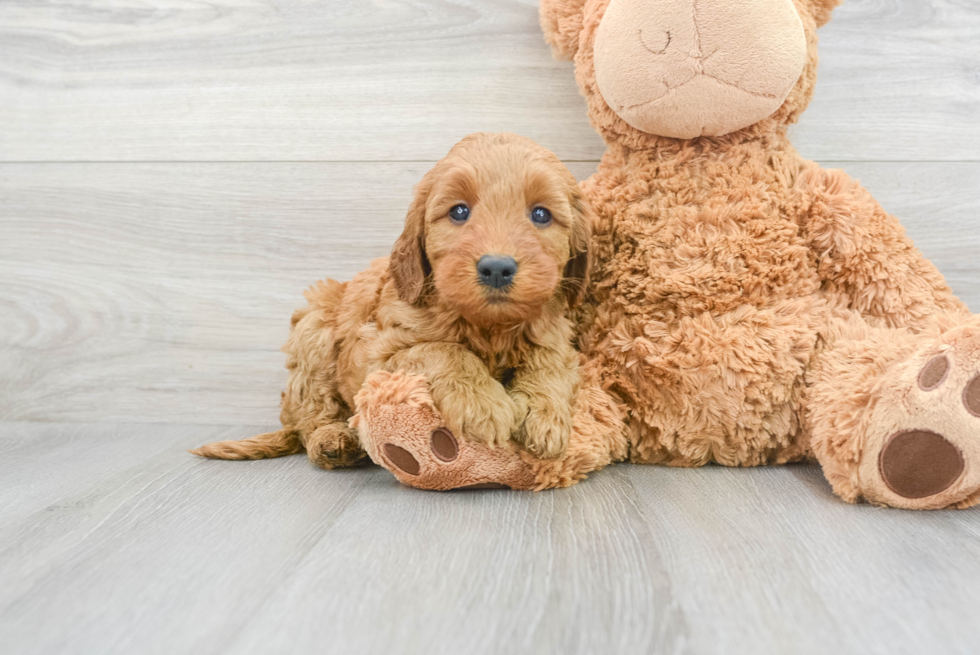 Small Mini Irish Doodle Pringle: 7lb 14oz Doodle Puppy