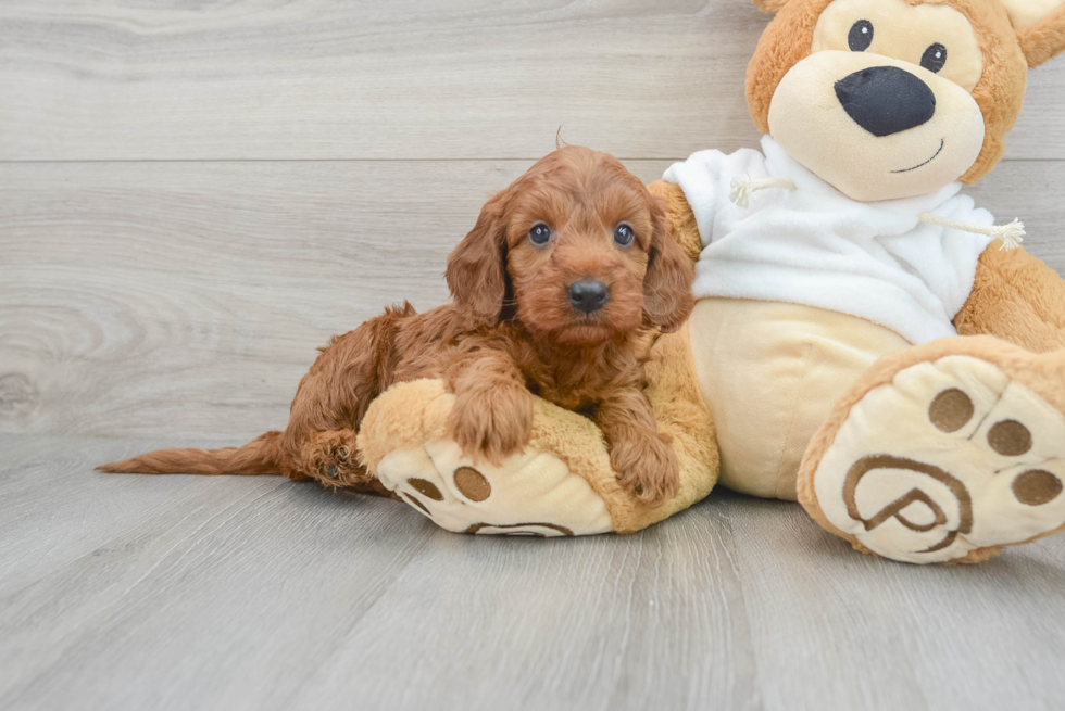 Mini Irish Doodle Skywalker: 3lb 4oz Doodle Puppy