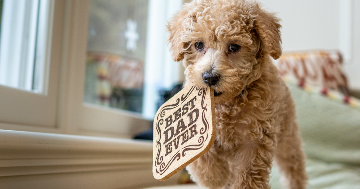 Mini Labradoodle Pros and Cons: Top 8 Things to Know