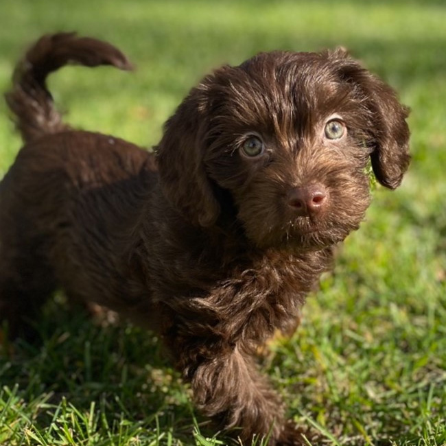 Toy and Mini Labradoodle Puppies for Sale | Premier Pups