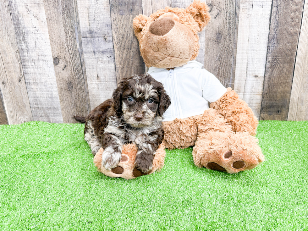 Adorable Mini Labradoodle Sequoia: 6lb 5oz Doodle Puppy