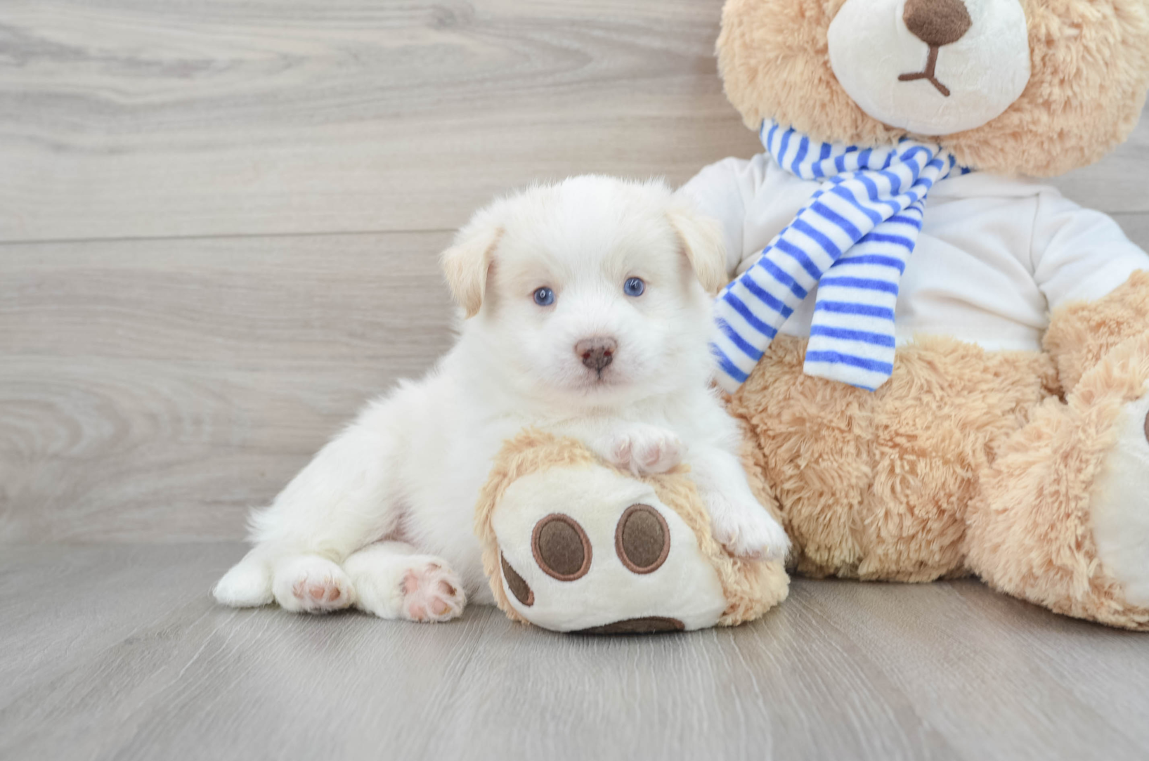 Exclusive Mini Pomskydoodle Puppies For Sale | Premier Pups