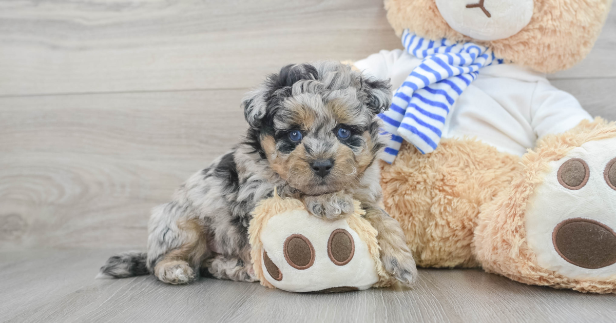 Sweet Mini Pomskydoodle Maverick: 4lb 7oz Doodle Puppy