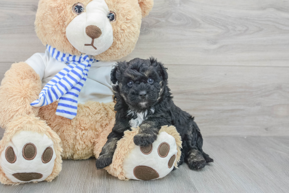 Happy Mini Pomskydoodle Meg: 5lb 2oz Doodle Puppy
