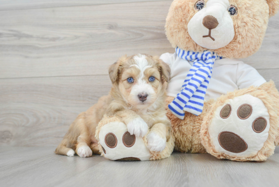 Adorable Mini Pomskydoodle Remy: 5lb 9oz Doodle Puppy