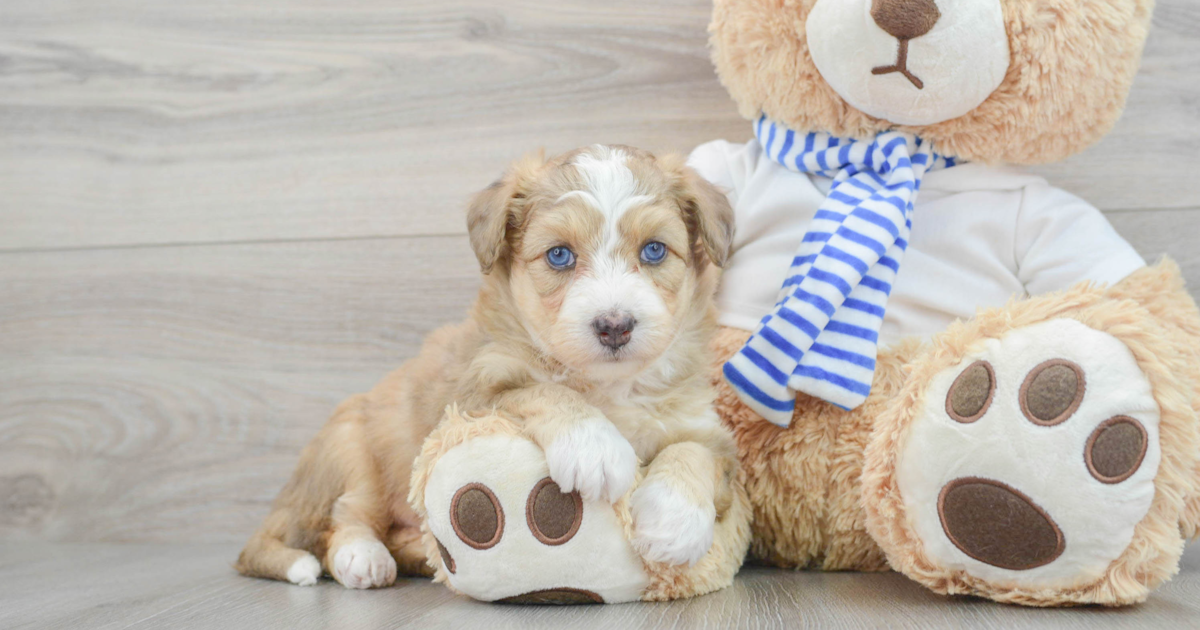 Adorable Mini Pomskydoodle Remy: 5lb 9oz Doodle Puppy