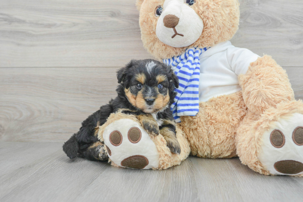 Sweet Mini Pomskydoodle Robbie: 4lb 3oz Doodle Puppy