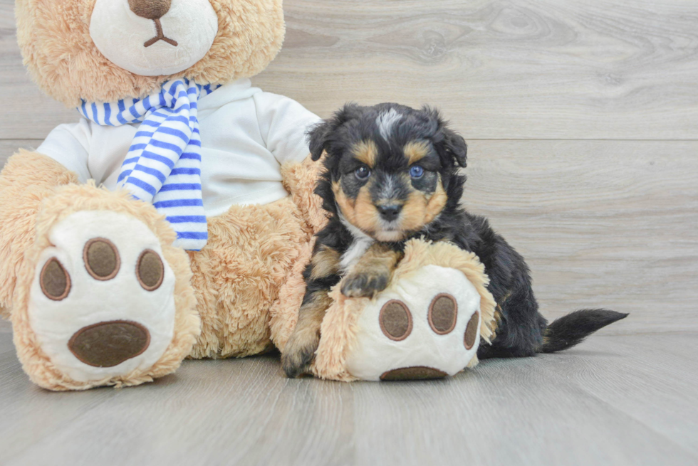 Sweet Mini Pomskydoodle Robbie: 4lb 3oz Doodle Puppy