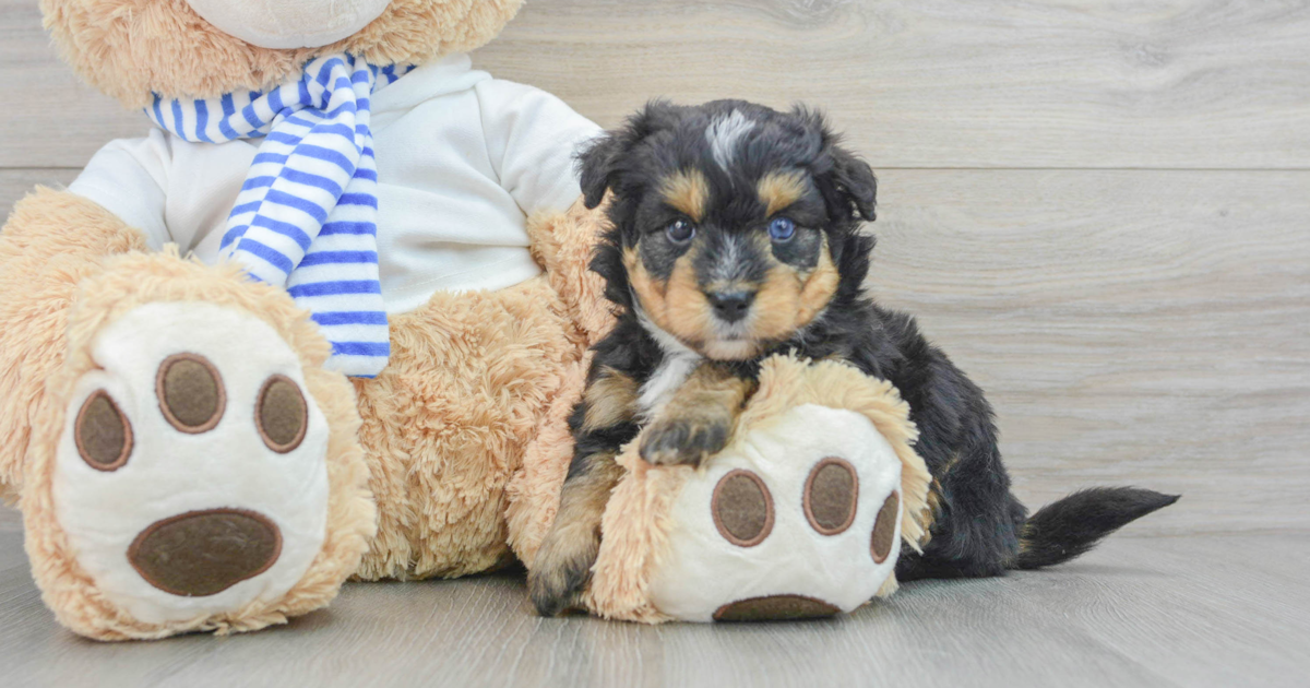 Sweet Mini Pomskydoodle Robbie: 4lb 3oz Doodle Puppy