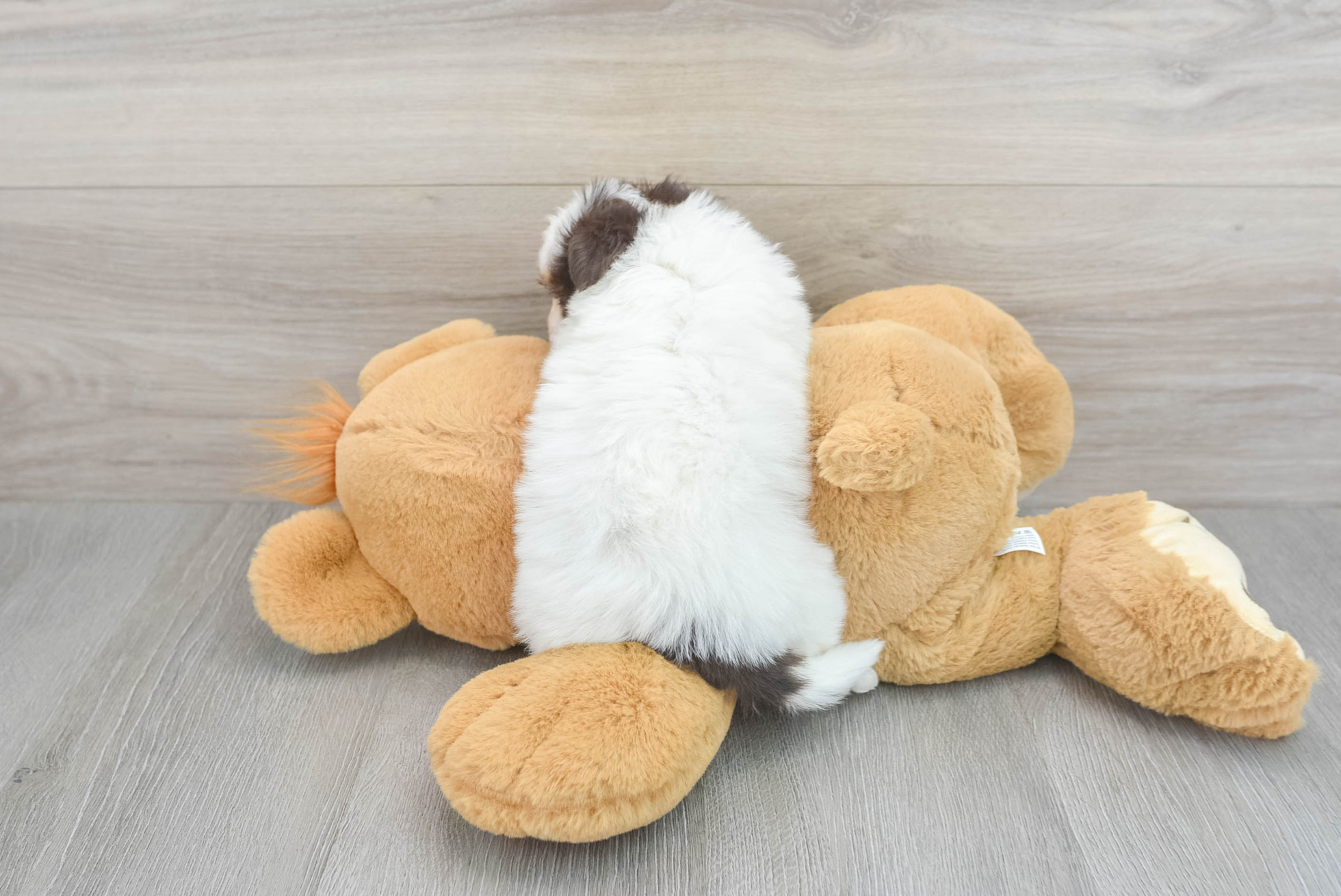 Hypoallergenic Mini Pomskydoodle Tigris: 2lb 10oz Doodle Puppy