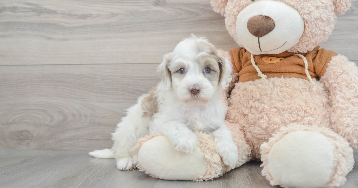 Smart Mini Portidoodle Bora Bora: 6lb 4oz Doodle Puppy