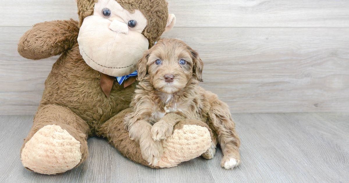 Friendly Mini Portidoodle Dakota: 4lb 15oz Doodle Puppy