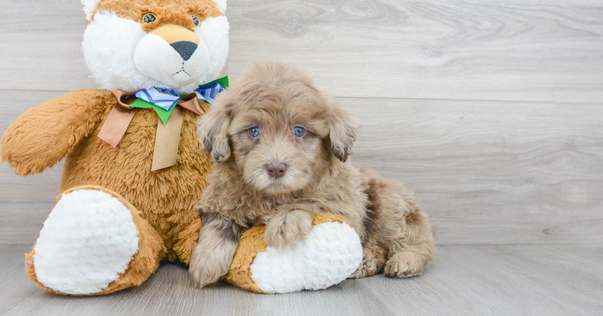 Friendly Mini Portidoodle Gigi: 5lb 3oz Doodle Puppy