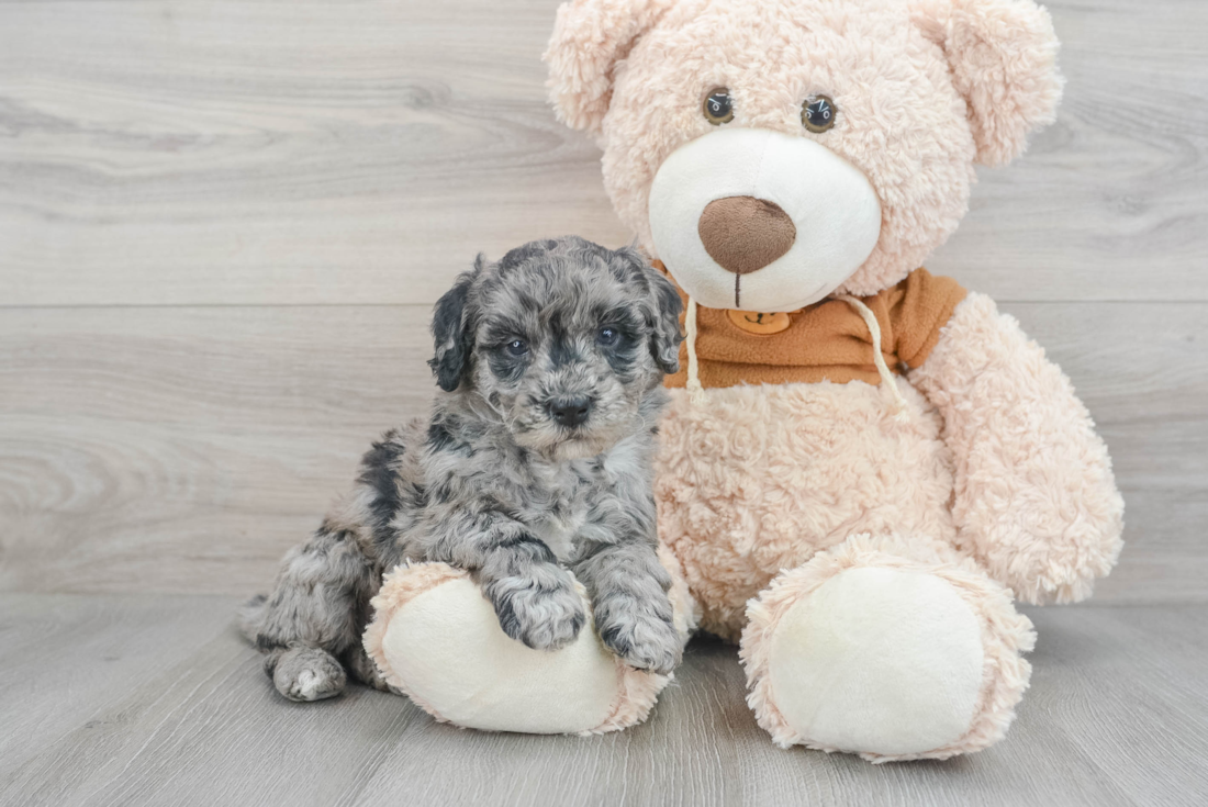 Photo Gallery: Beautiful Mini Portidoodle Pictures - Premier Pups