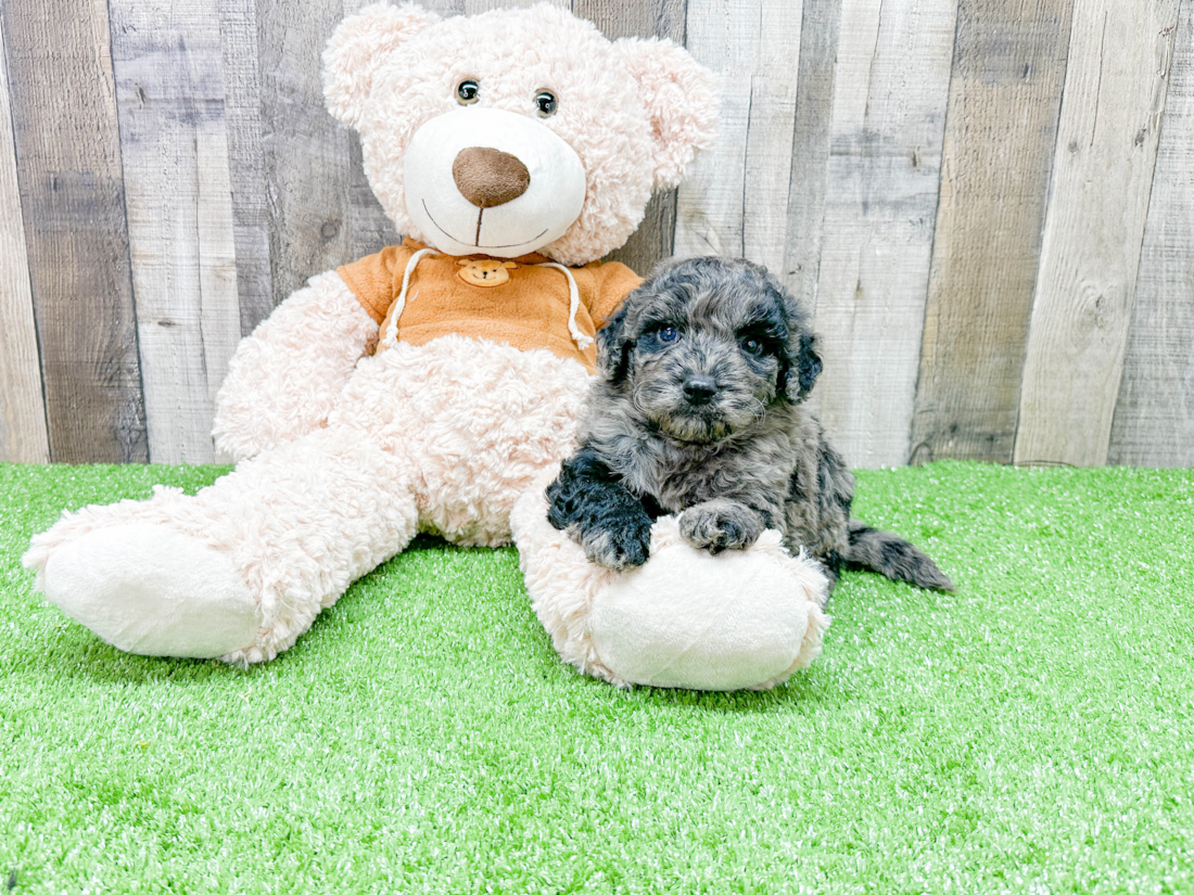 Photo Gallery: Beautiful Mini Portidoodle Pictures - Premier Pups