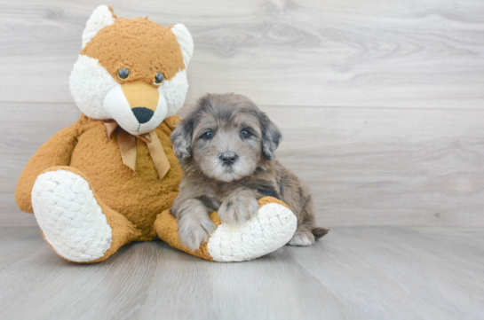 Portuguese Water Dog Puppies