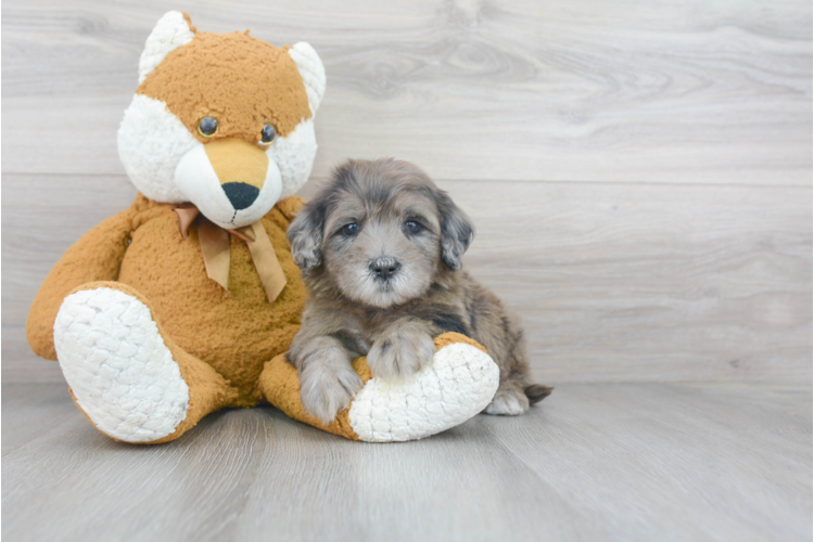 F1 PETITE PORTIDOODLE PUPPY