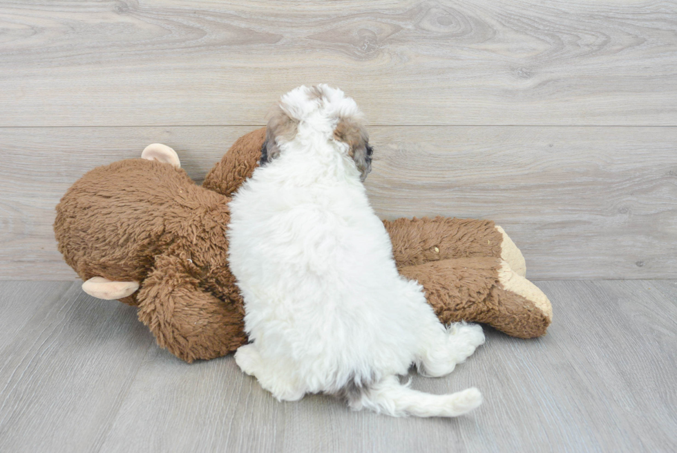 Little Mini Portidoodle Mandalorian: 7lb 10oz Doodle Puppy