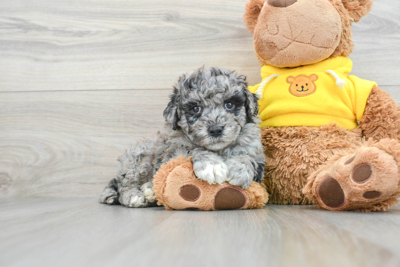 Photo Gallery: Beautiful Mini Portidoodle Pictures - Premier Pups