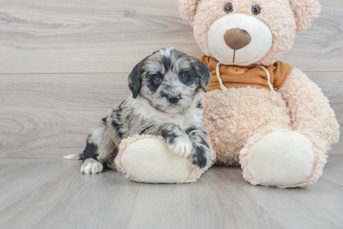 Photo Gallery: Beautiful Mini Portidoodle Pictures - Premier Pups