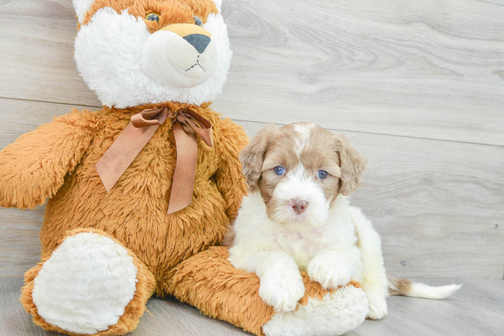 Happy Mini Portidoodle Loki: 7lb 9oz Doodle Puppy