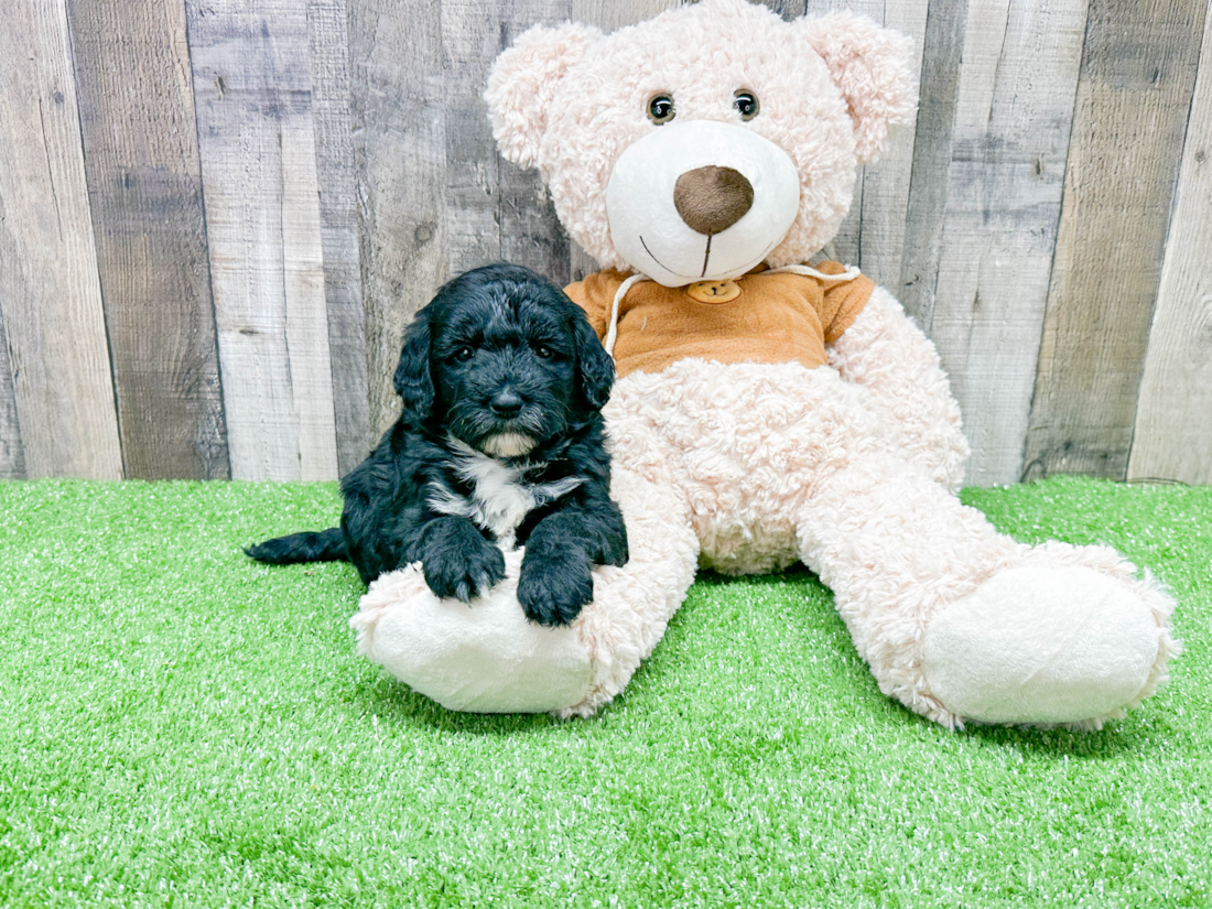 Photo Gallery: Beautiful Mini Portidoodle Pictures - Premier Pups