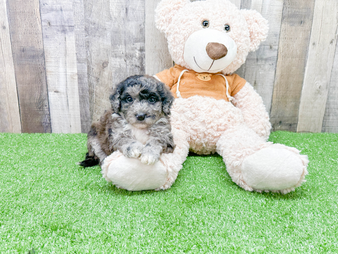 Photo Gallery: Beautiful Mini Portidoodle Pictures - Premier Pups