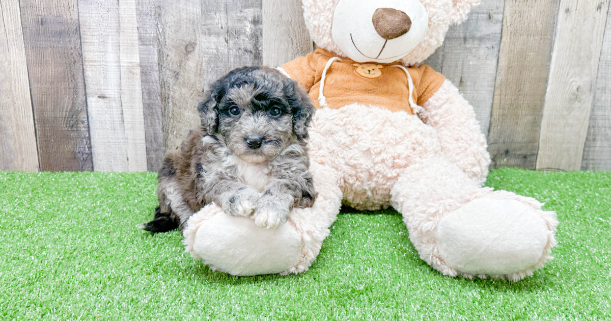 Happy Mini Portidoodle Mckenna: 7lb 7oz Doodle Puppy