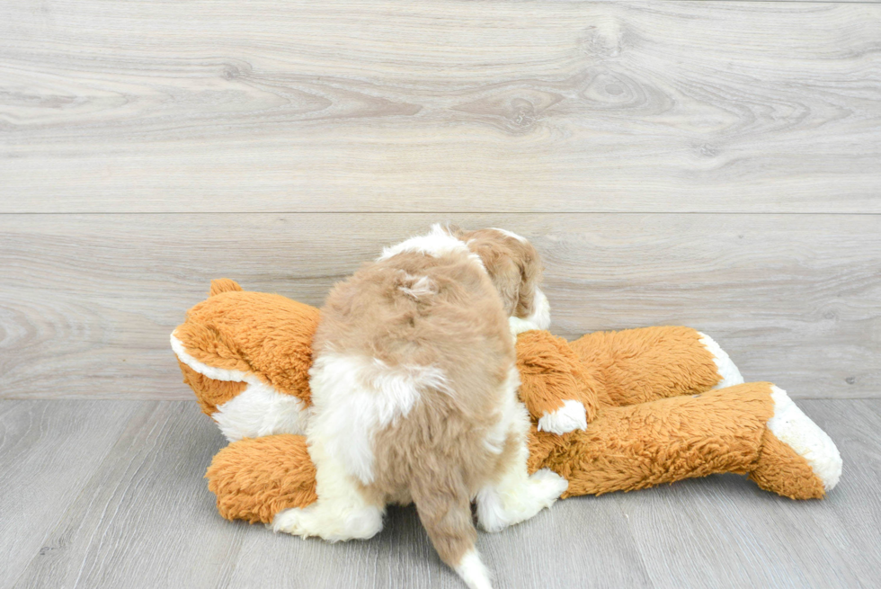 Sweet Mini Portidoodle Mcmuffin: 7lb 11oz Doodle Puppy