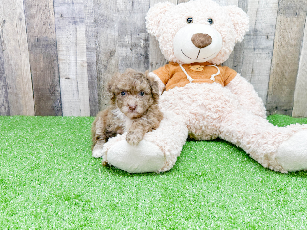 Happy Mini Portidoodle Merle: 5lb 3oz Doodle Puppy