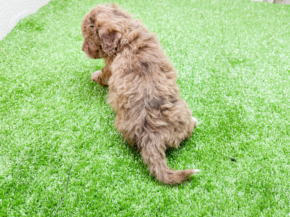 Happy Mini Portidoodle Merle: 5lb 3oz Doodle Puppy