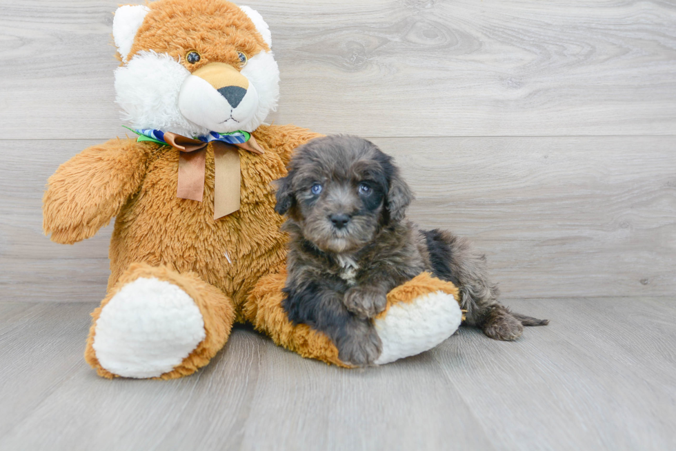 Small Mini Portidoodle Monopoly: 4lb 13oz Doodle Puppy