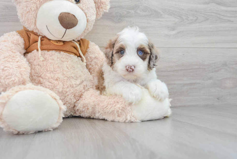 Little Mini Portidoodle Morocco: 9lb 13oz Doodle Puppy