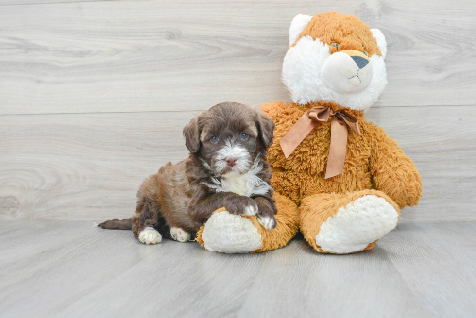 Little Mini Portidoodle Mykonos: 6lb 8oz Doodle Puppy