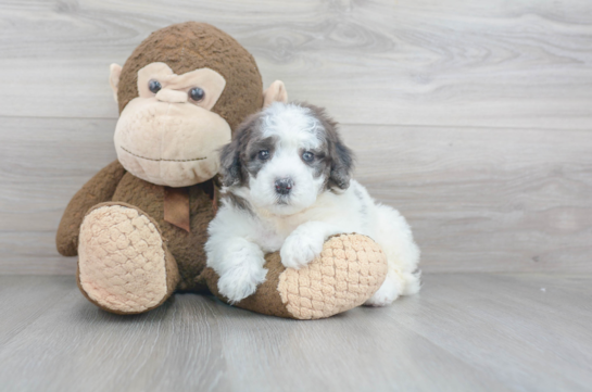 Portuguese Water Dog Puppies
