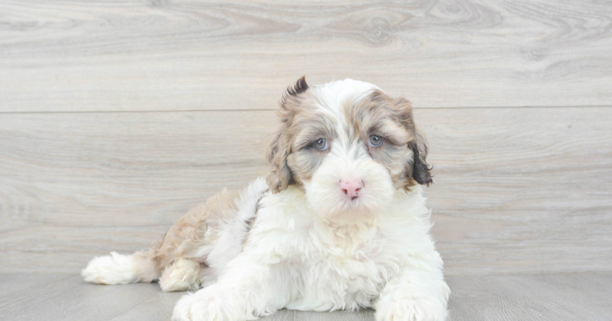 Playful Mini Portidoodle Mykonos: 7lb 10oz Doodle Puppy