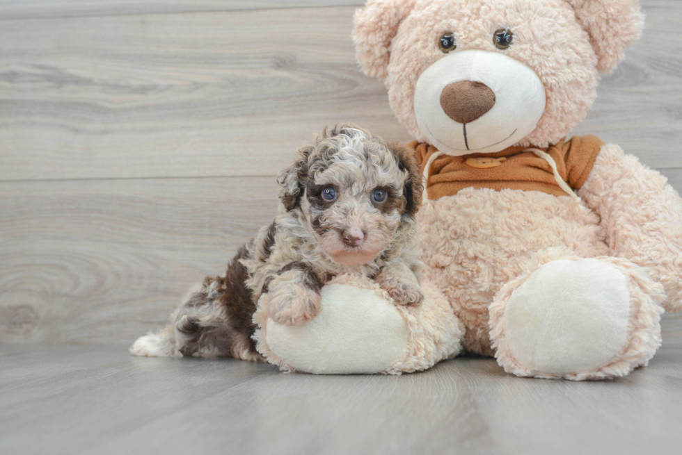 Petite Mini Portidoodle Panini: 7lb 15oz Doodle Puppy