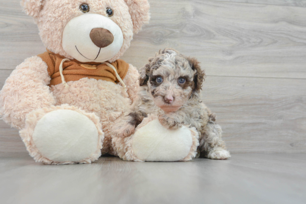 Petite Mini Portidoodle Panini: 7lb 15oz Doodle Puppy