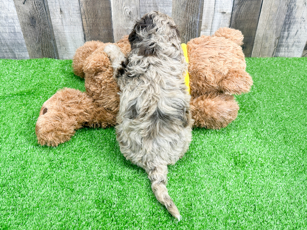 Popular Mini Portidoodle Raina: 7lb 15oz Doodle Puppy