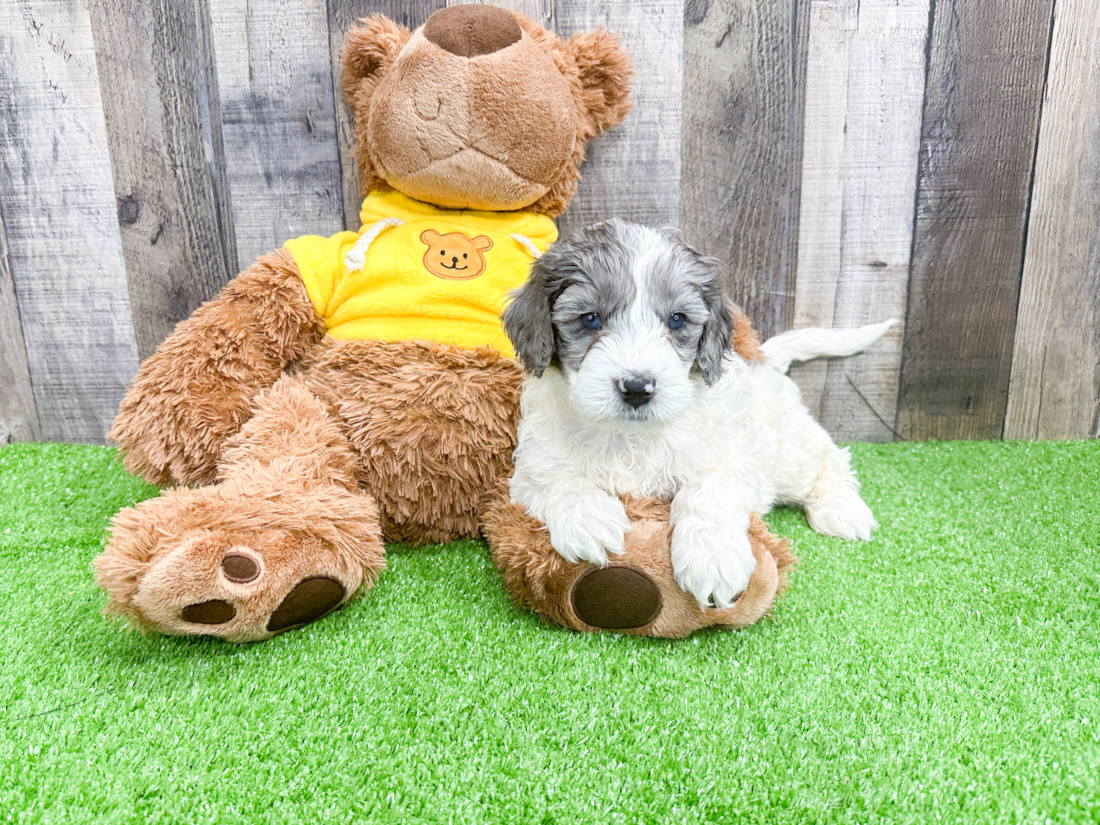 Photo Gallery: Beautiful Mini Portidoodle Pictures - Premier Pups