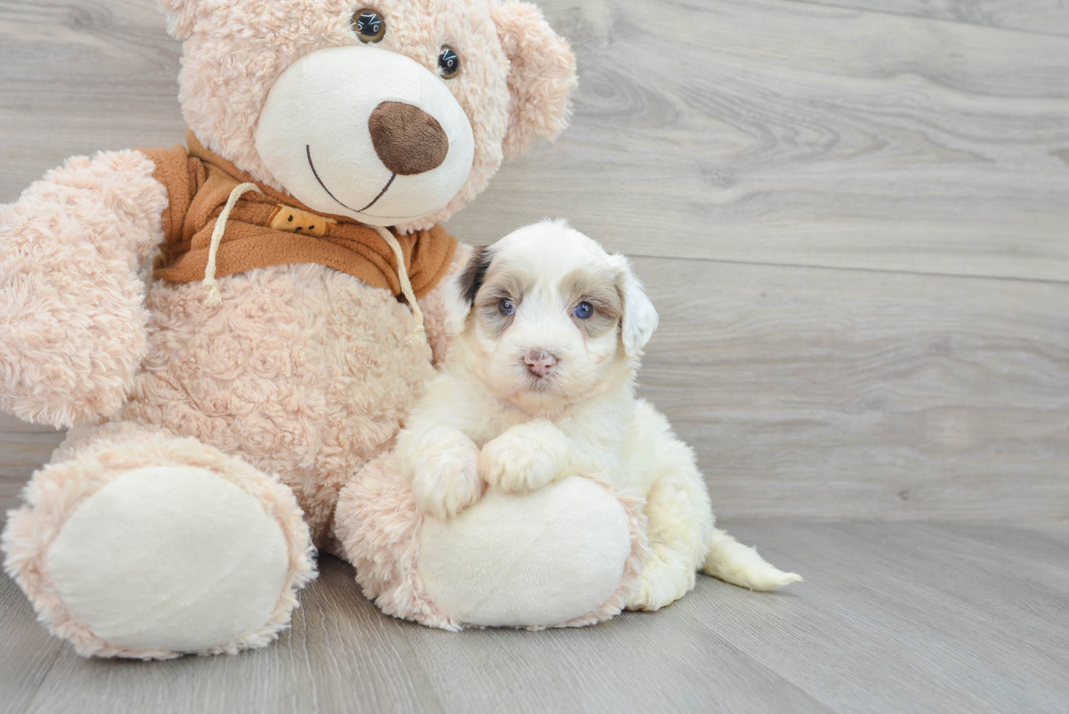 Photo Gallery: Beautiful Mini Portidoodle Pictures - Premier Pups
