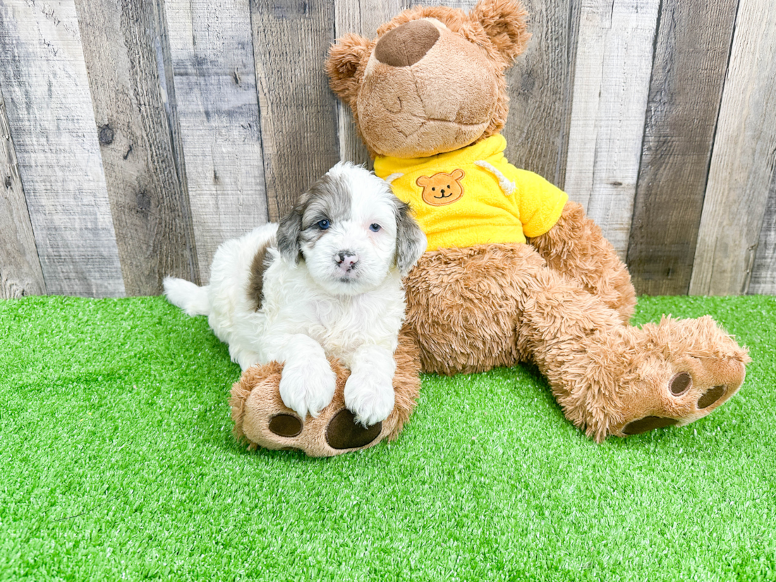 Photo Gallery: Beautiful Mini Portidoodle Pictures - Premier Pups