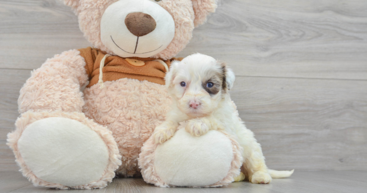 Popular Mini Portidoodle Ranger: 5lb 6oz Doodle Puppy